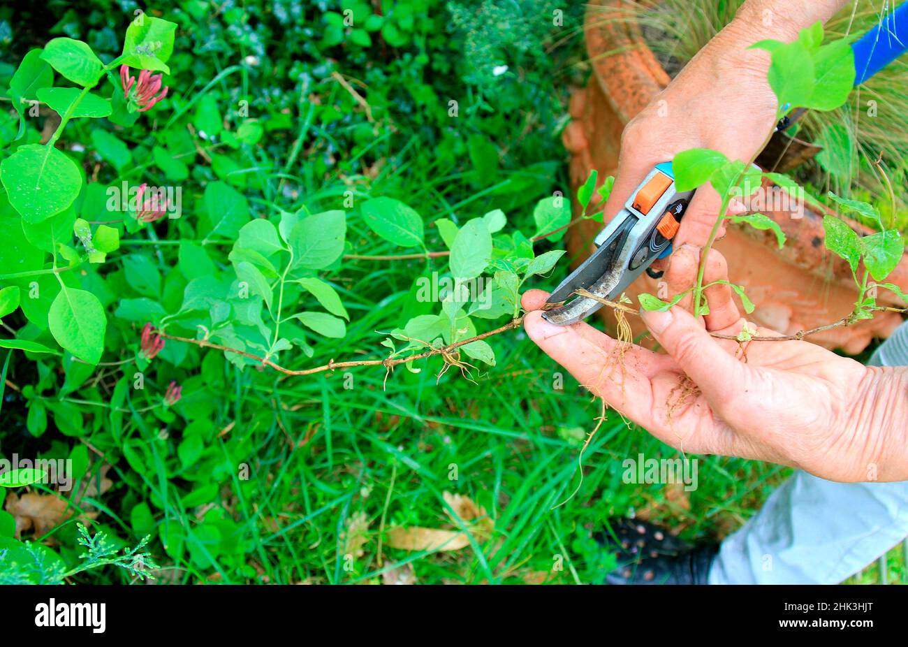 Honeysuckle (Lonicera sp) layering Stock Photo - Alamy