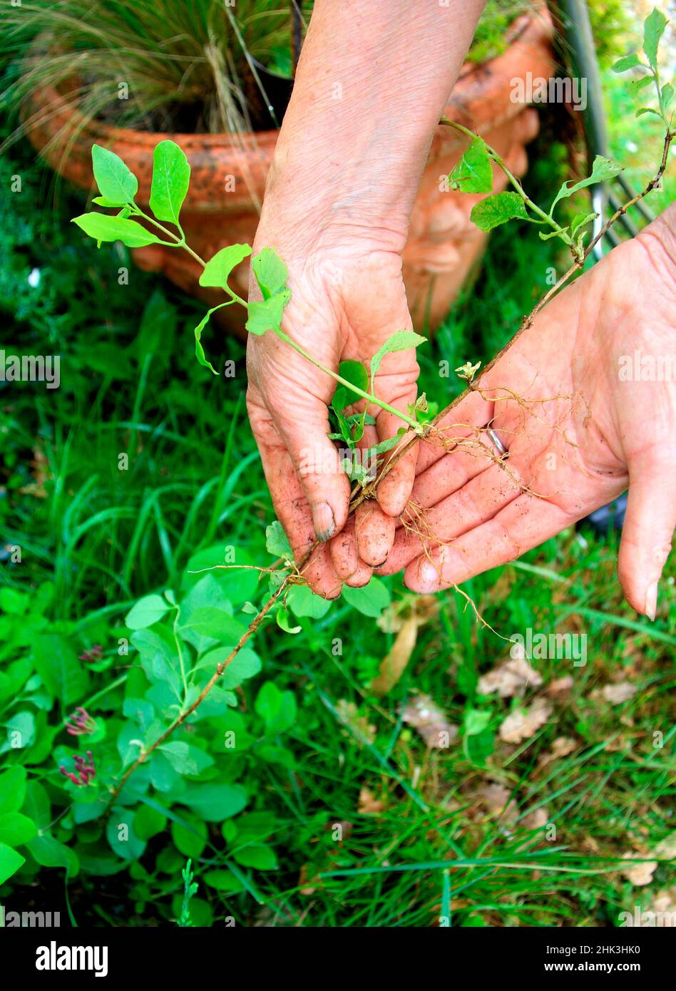 Honeysuckle (Lonicera sp) layering Stock Photo - Alamy