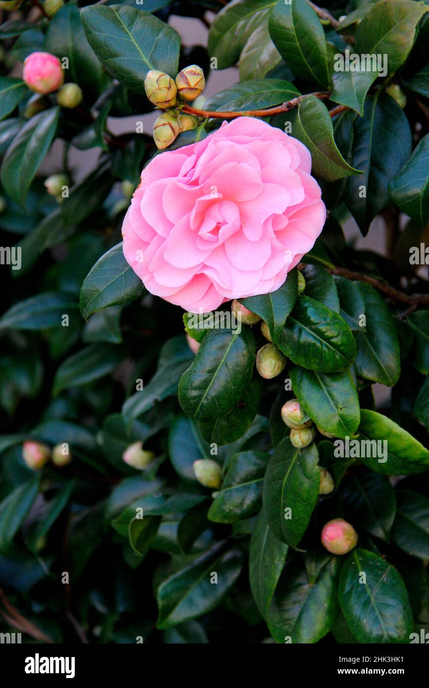Japanese Camellia (Camellia japonica) pink flower Stock Photo - Alamy