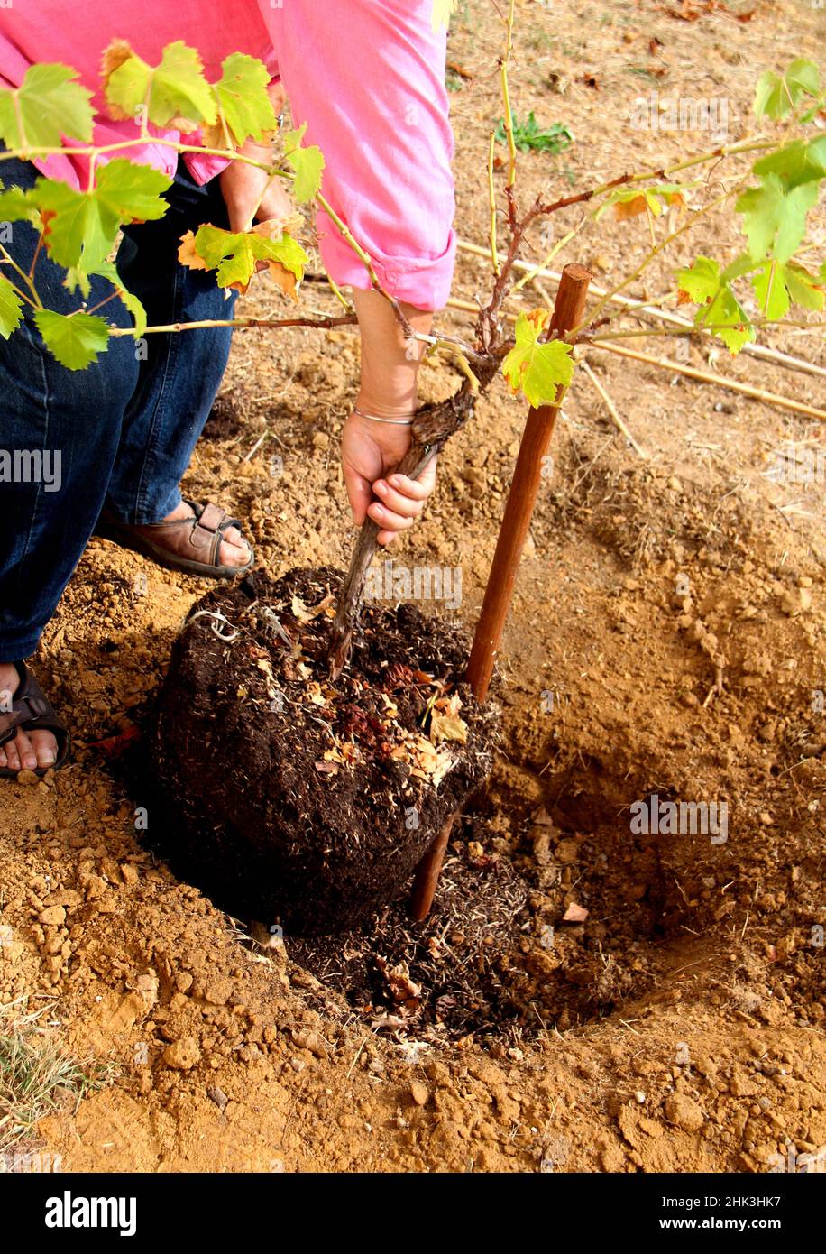 Planting a vine stock, positioning of the root ball Stock Photo - Alamy