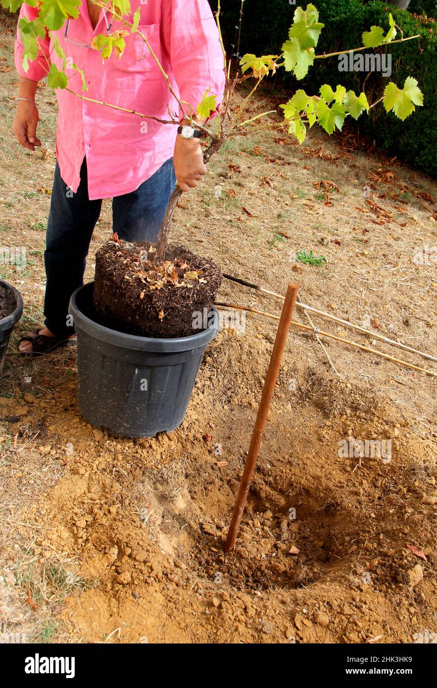 Planting a vine stock, installation of the root ball Stock Photo - Alamy