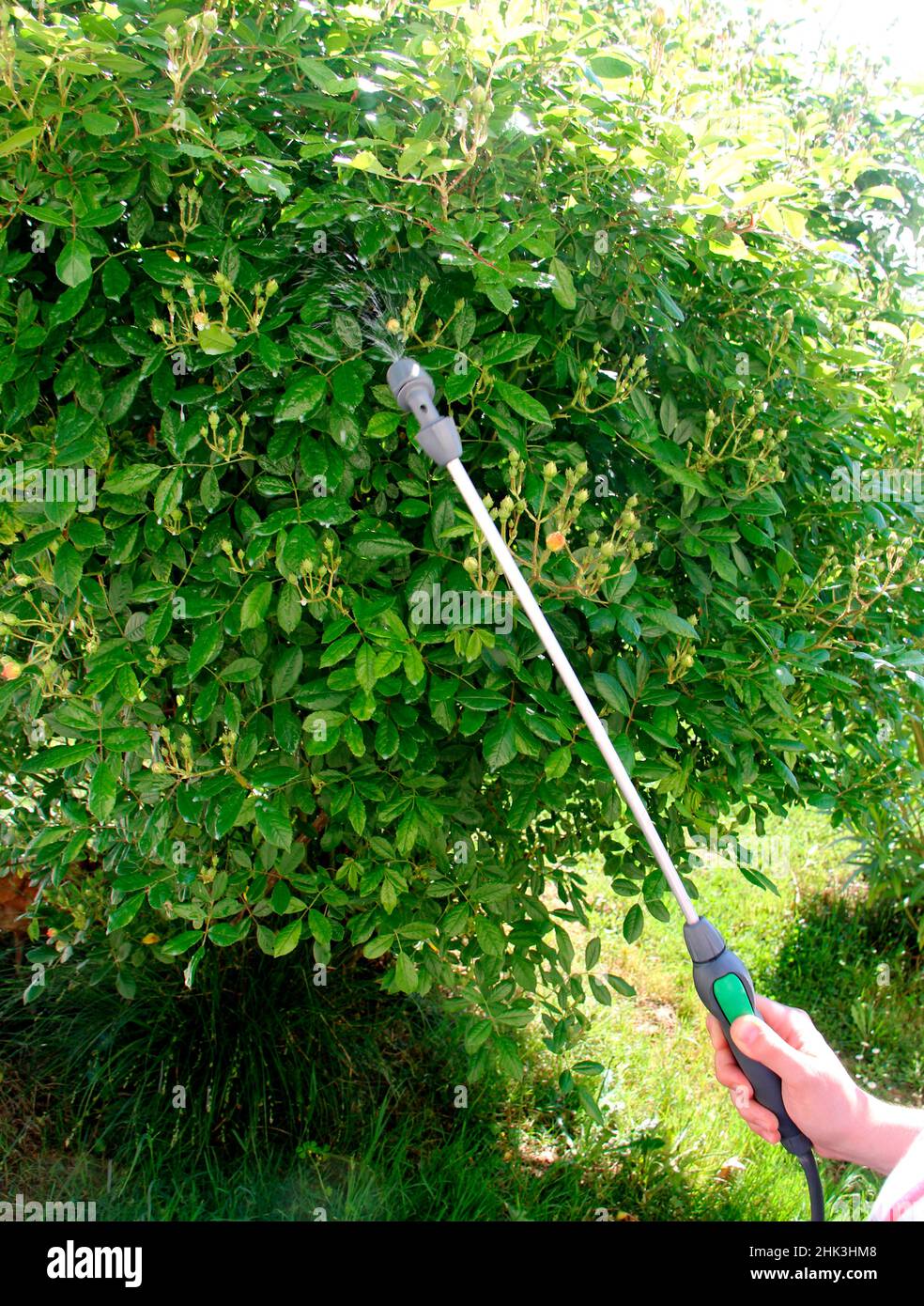 Spraying a milk-based powdery mildew treatment Stock Photo - Alamy