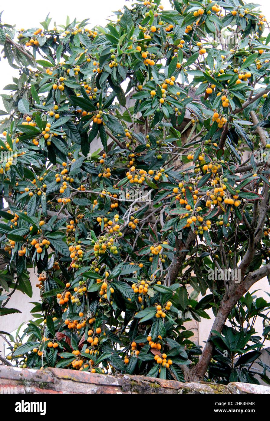 Eriobotrya japanese medlar hi-res stock photography and images - Alamy