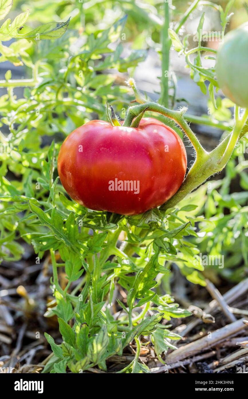 Fruit of the tomato 'Silver Fir Tree' or carrot-leaf tomato, with very ...