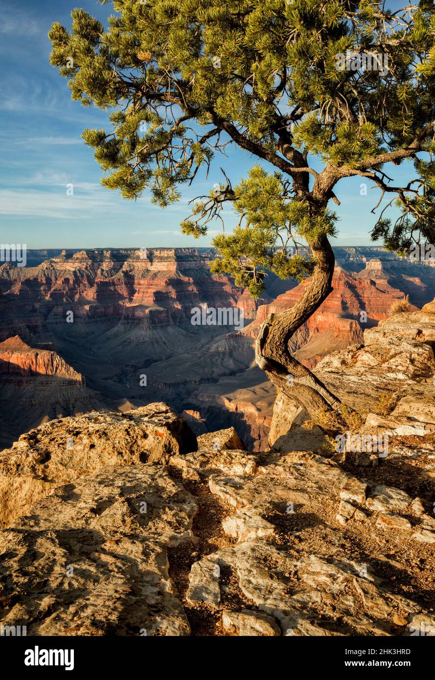 USA, Arizona, Grand Canyon National Park, Pinyon Pine grows cliffside ...