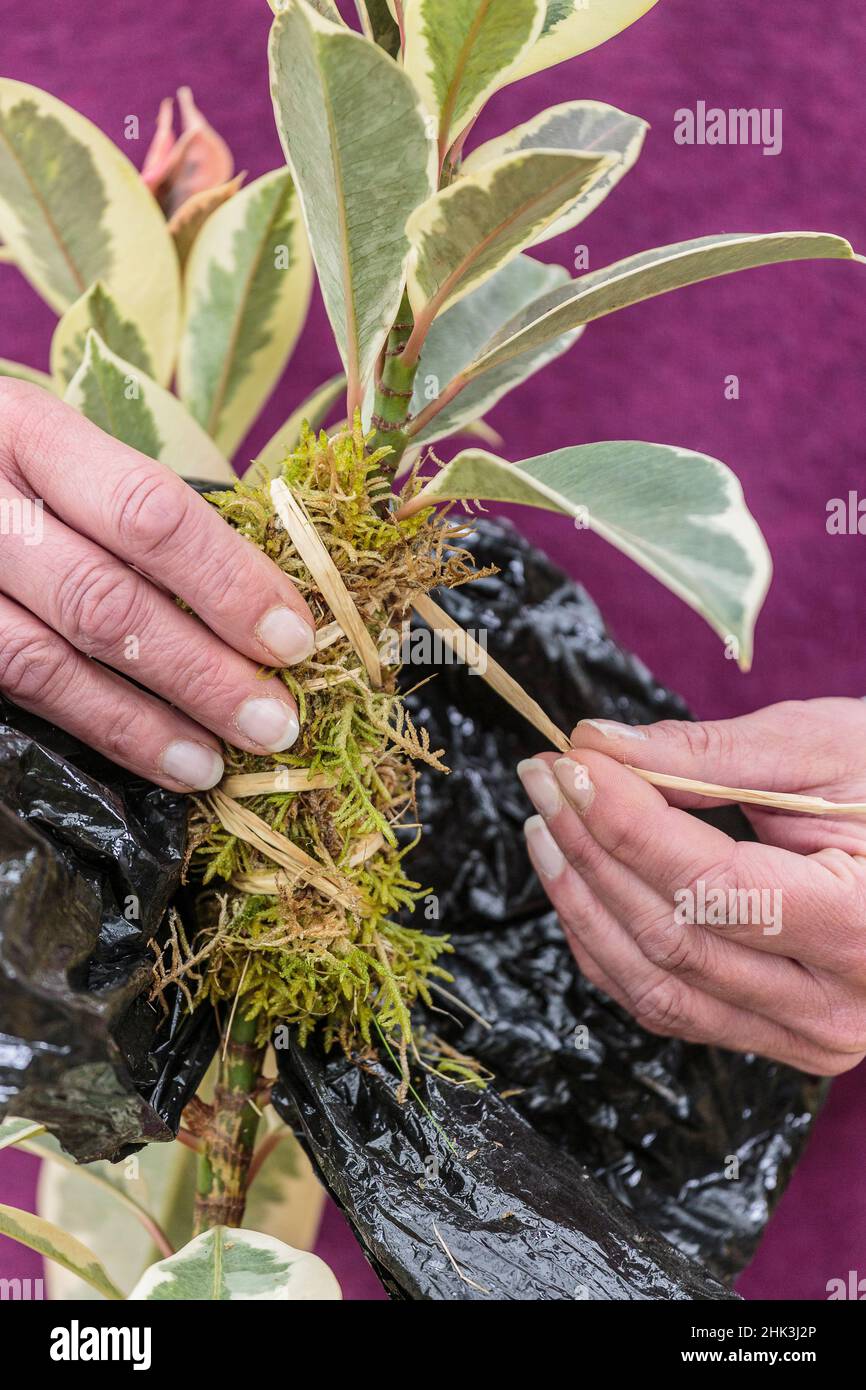 Aerial marcotting of a variegated rubberplant; Laying of an aerial ...