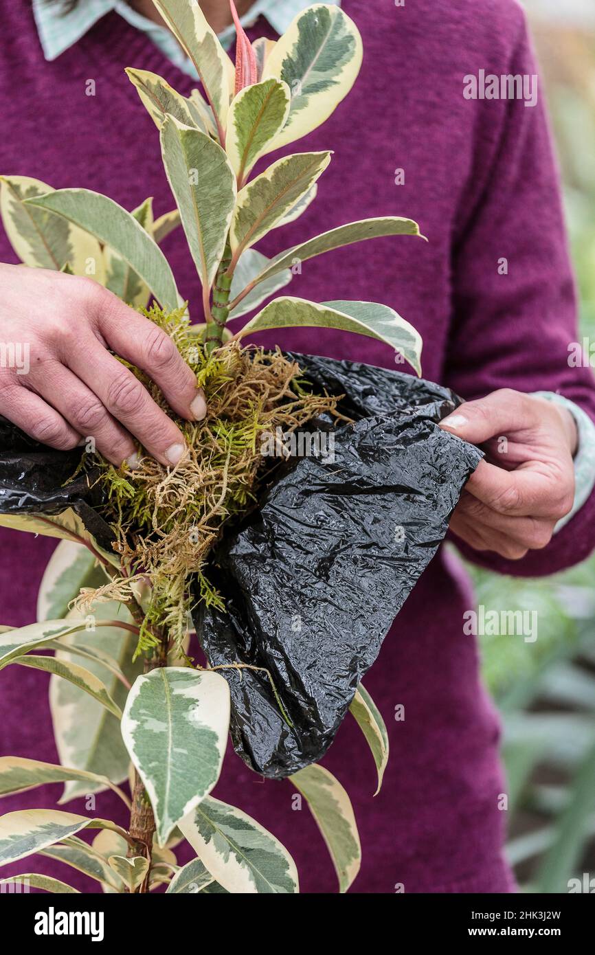 Aerial marcotting of a variegated rubberplant; Laying of an aerial ...