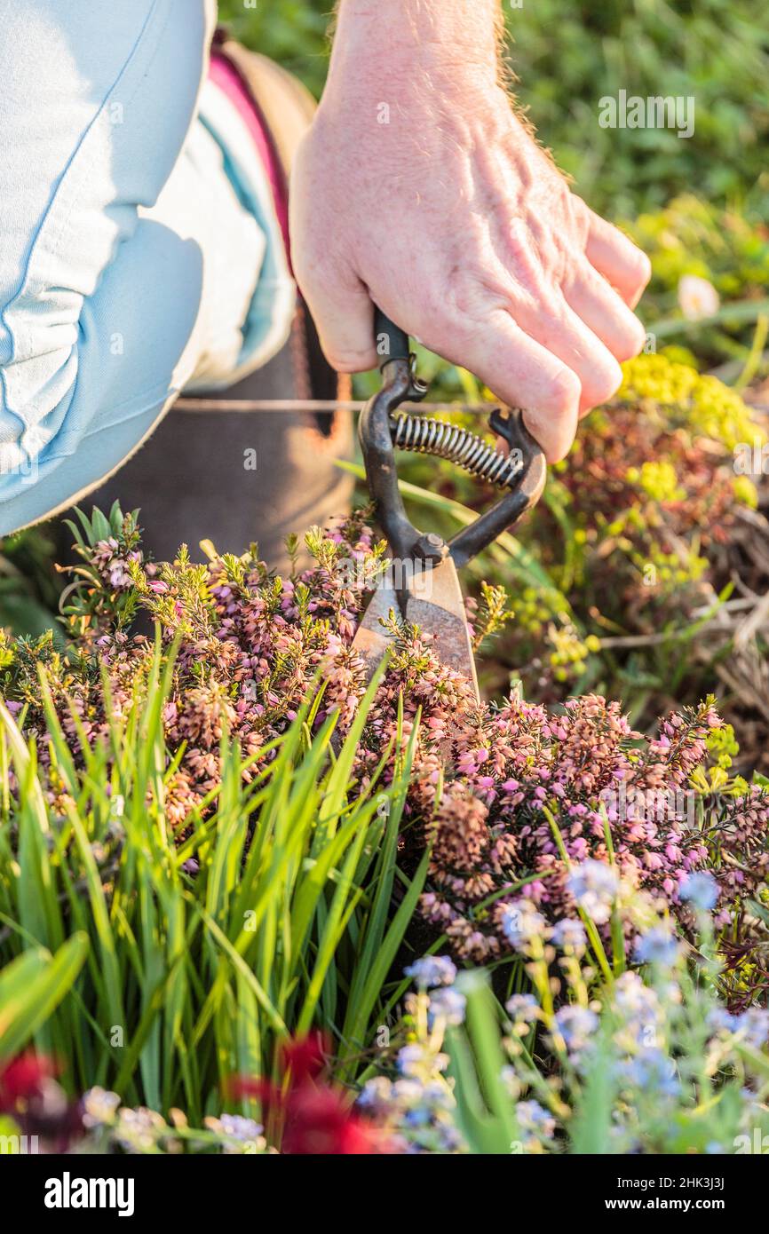 Pruning of winter heather (Erica x darleyensis) at the end of flowering ...