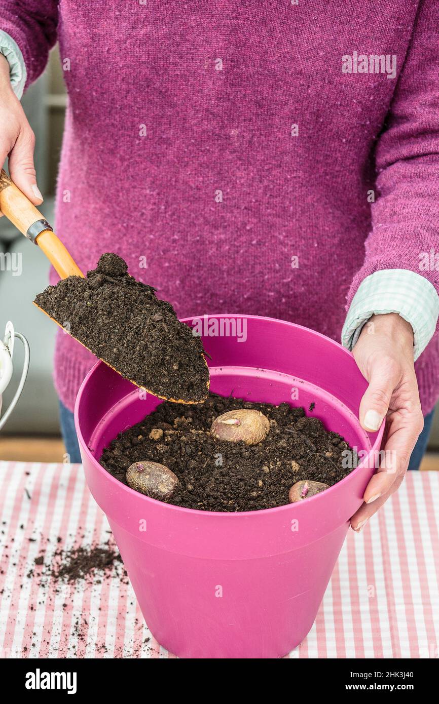 Planting Potato in pots Stock Photo - Alamy
