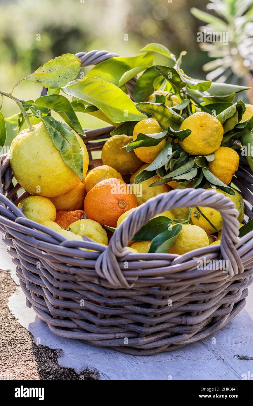 Harvesting of hana yuzu (the yuzu flower, a small-fruited but juicy ...