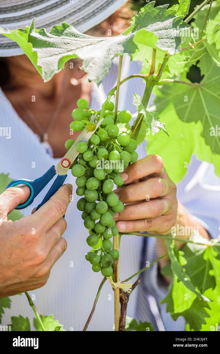 Woman practicing chiseling, an operation that consists in removing ...