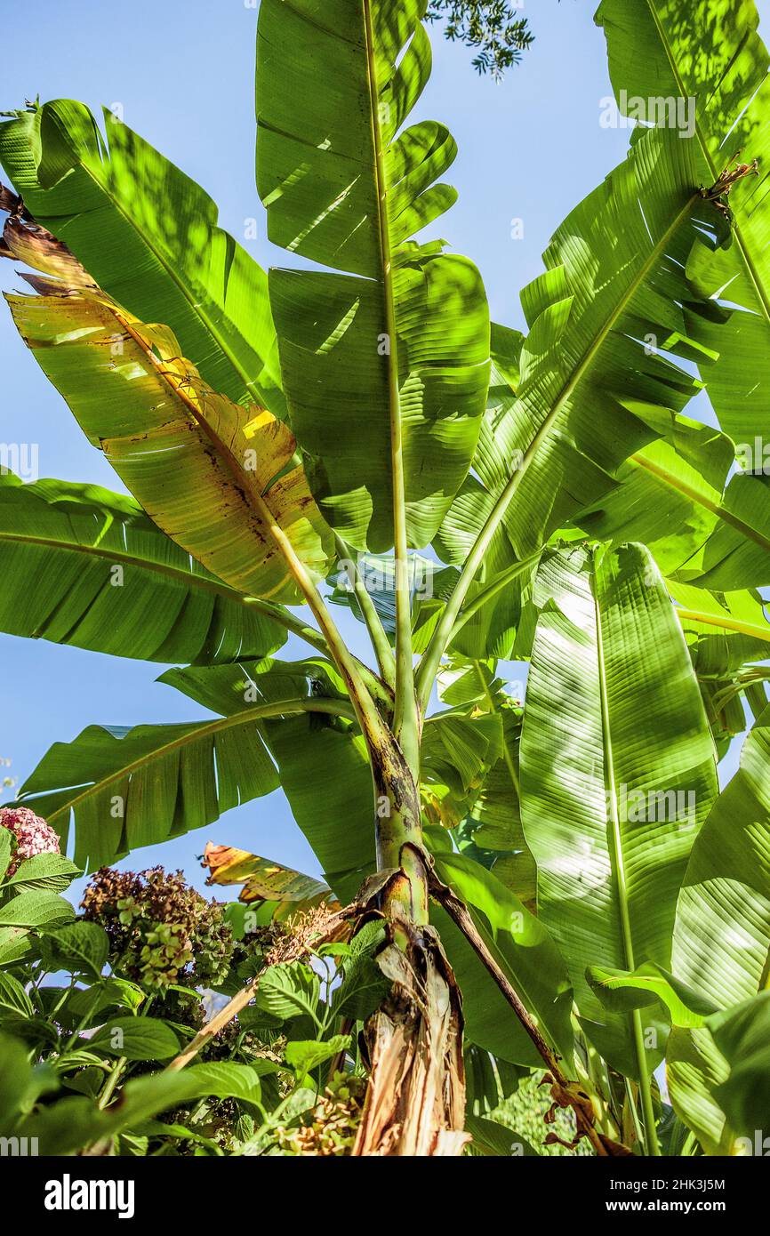 Darjeeling banana (Musa sikkimensis). Semi-rustic ornamental banana ...