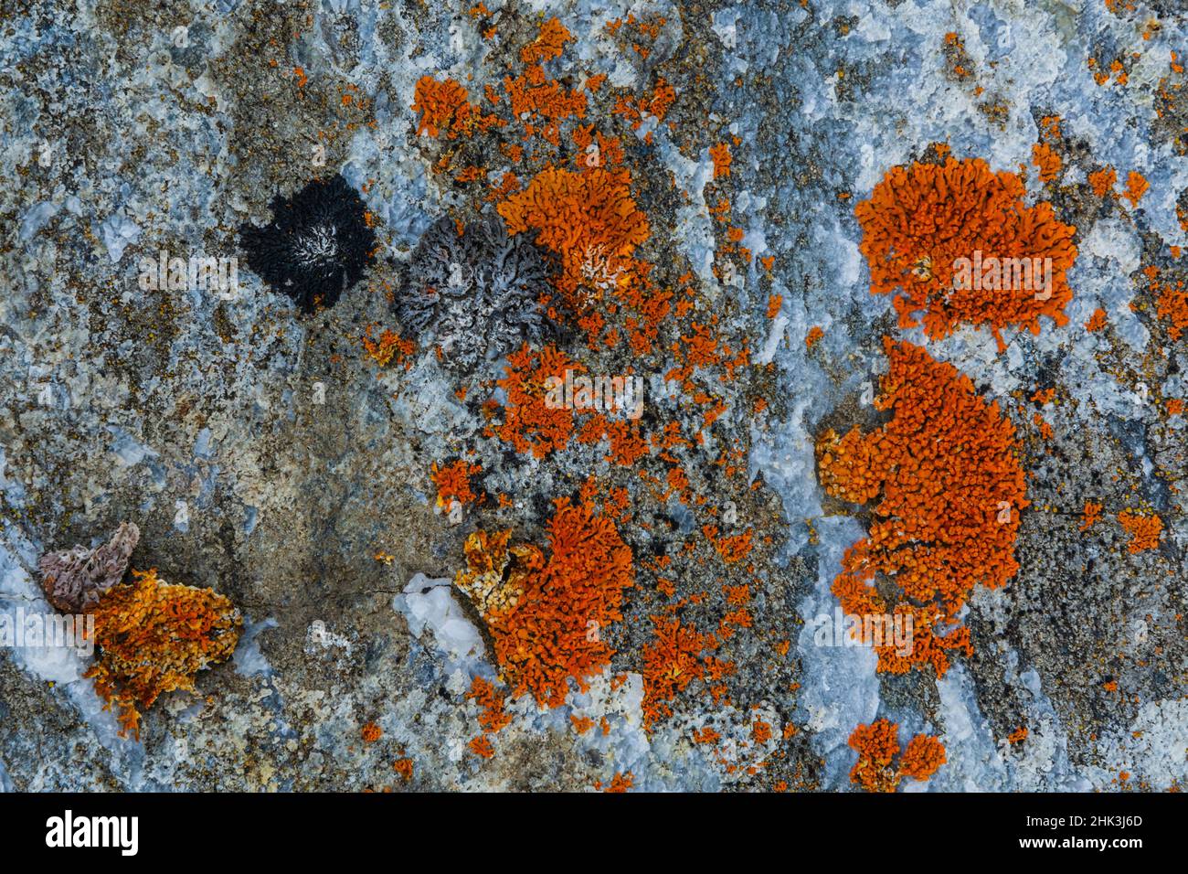 Xanthoria lichen xanthoria sp hi-res stock photography and images - Alamy