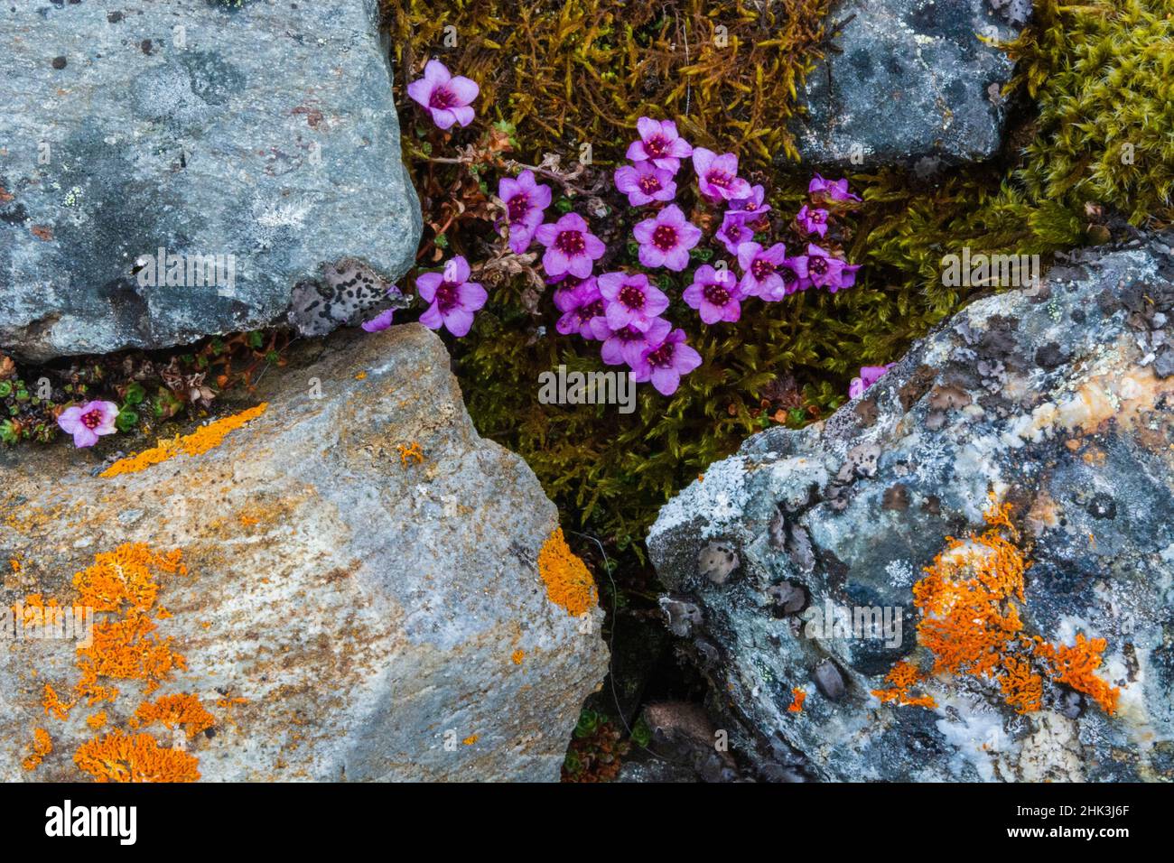 Purple Saxifrage (Saxifraga oppositifolia) in flower Stock Photo - Alamy