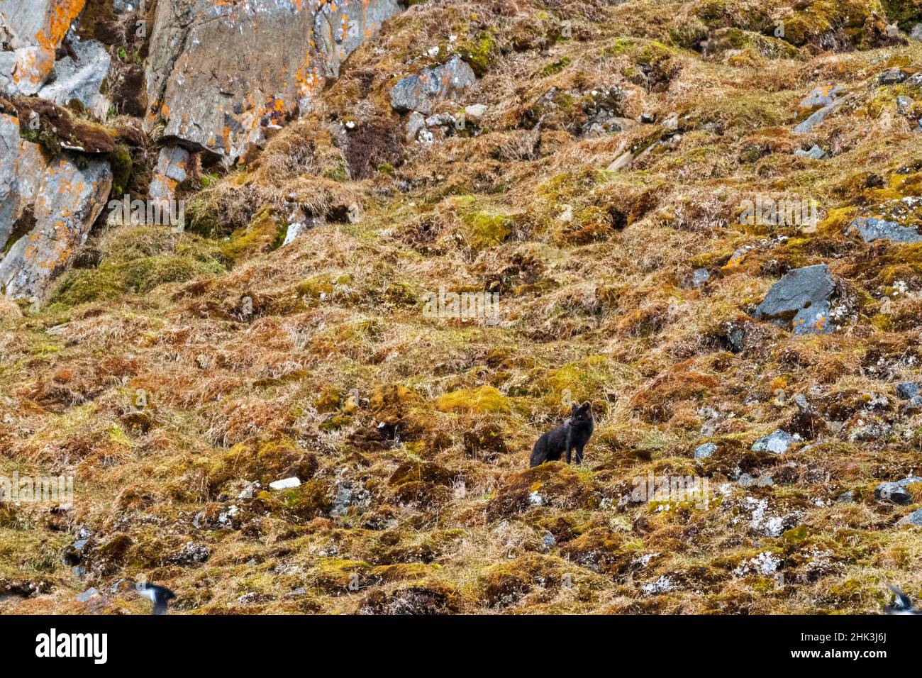 A blue arctic fox, Alopex lagopus Stock Photo - Alamy