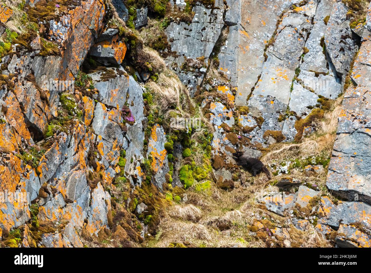 Blue Arctic fox (Alopex lagopus), Isbjornhamna, Hornsund bay ...