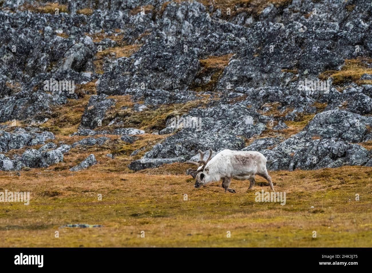 Svalbard reindeer (Rangifer tarandus), Varsolbukta, Bellsund bay, Van ...