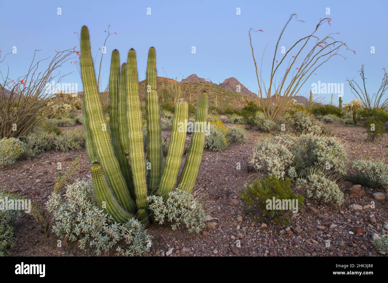USA, Arizona. Organ Pipe Cactus, Organ Pipe Cactus National Monument ...