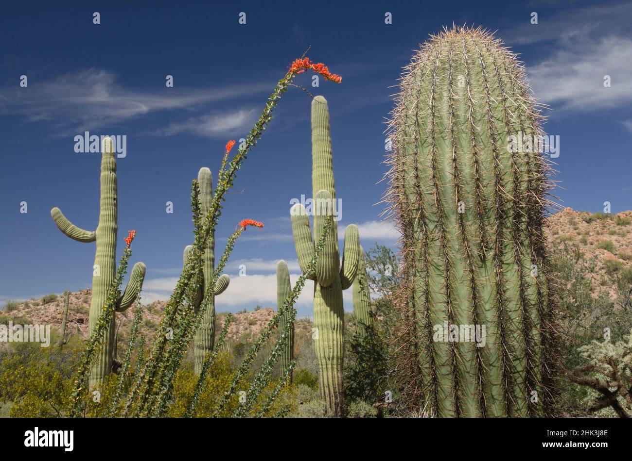 Organ pipe cactus national monu hi-res stock photography and images - Alamy