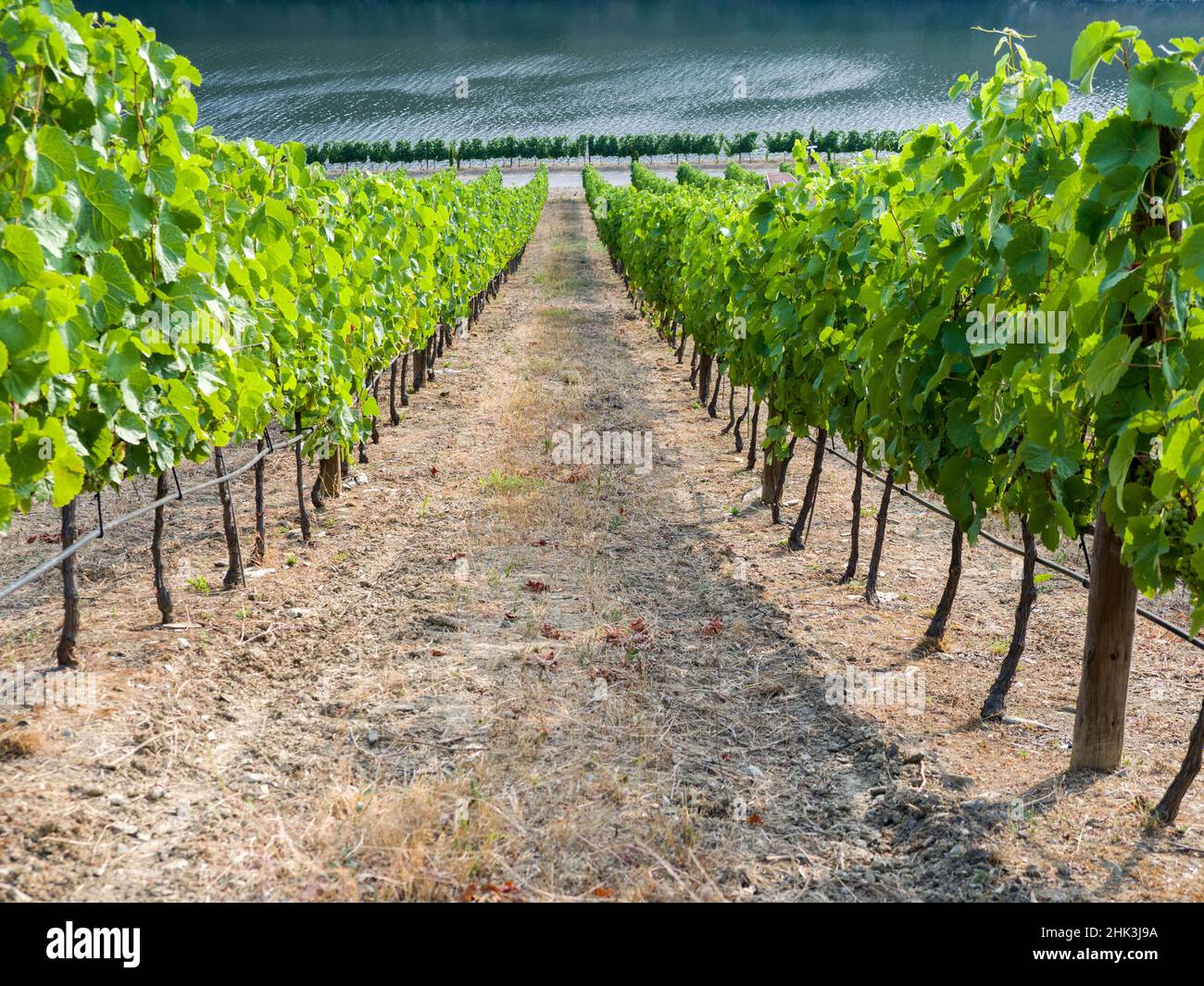 Portugal, Douro Valley. Looking down through rows of grape vines Stock ...