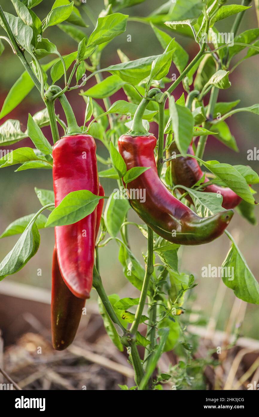 Red horn bull hi-res stock photography and images - Alamy