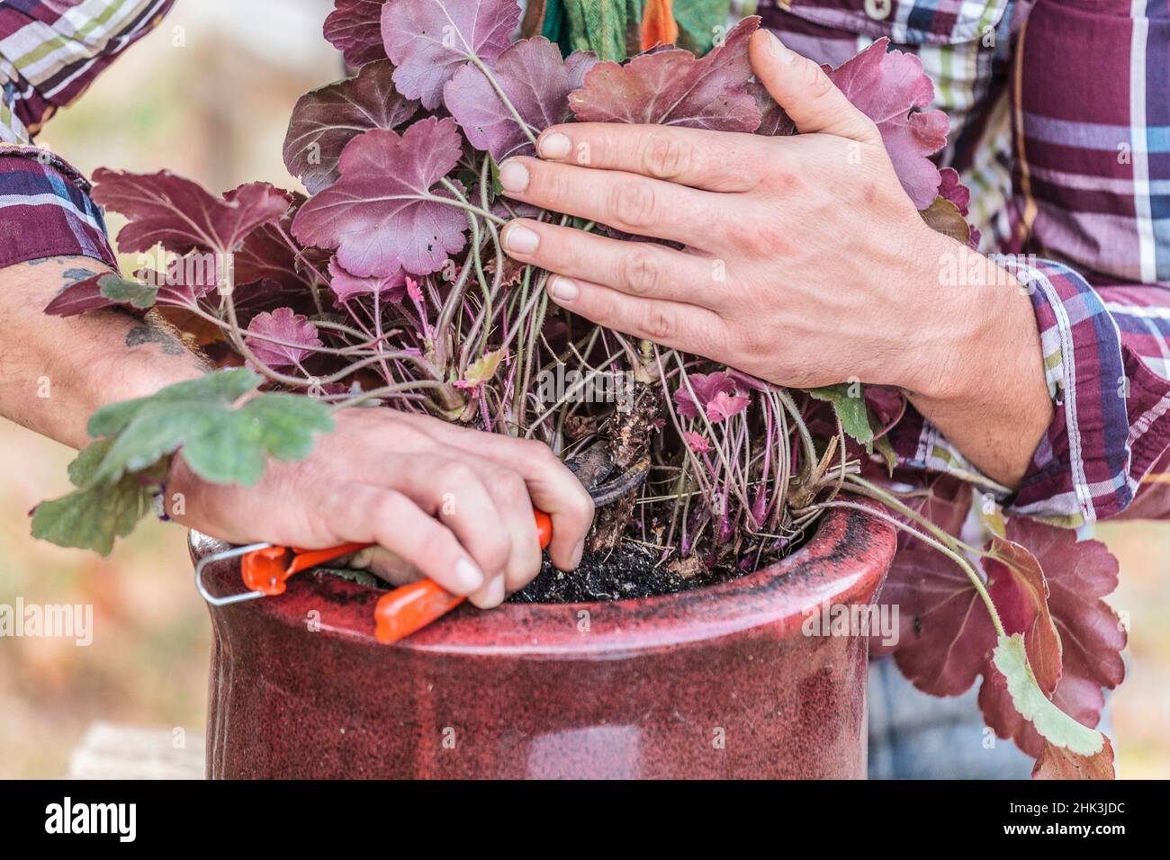 Prune a heuchera in a pot to make it younger Stock Photo - Alamy