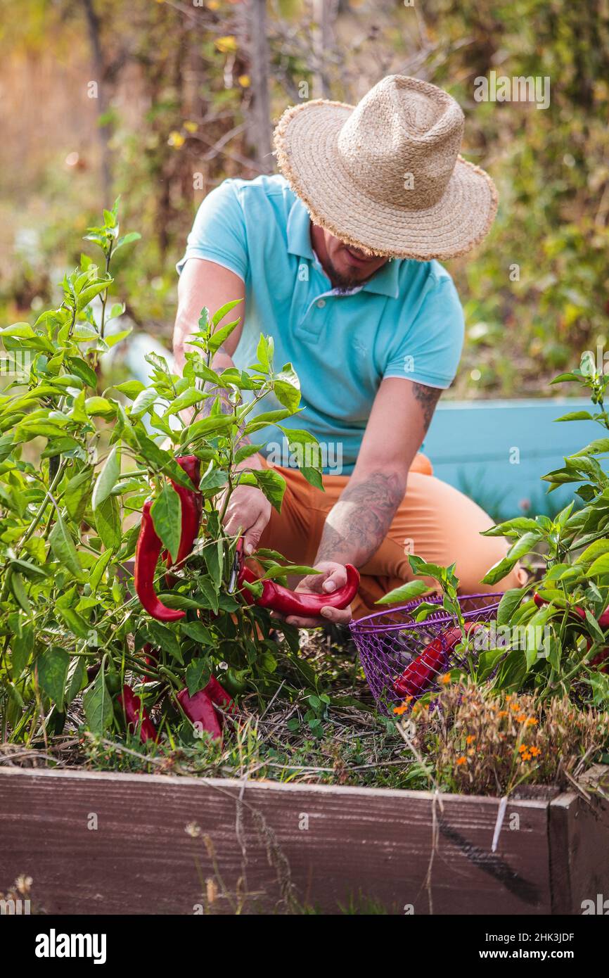 Man harvesting bull horn peppers in summer Stock Photo - Alamy