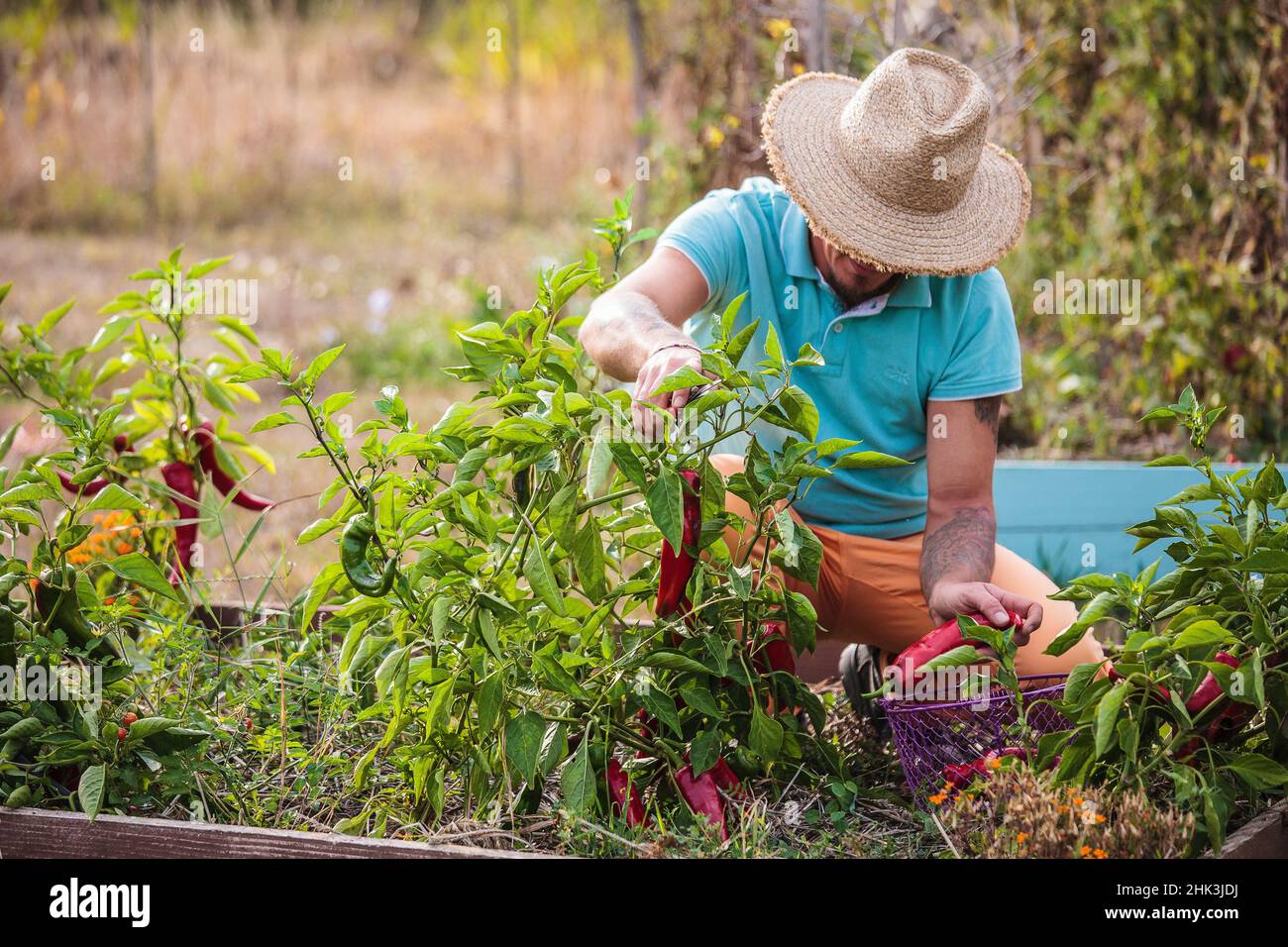 Man harvesting bull horn peppers in summer Stock Photo - Alamy