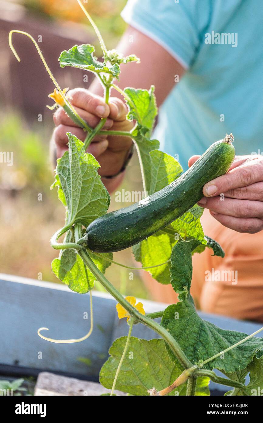 Variety of cucumber with thick fruit, of French origin Stock Photo - Alamy