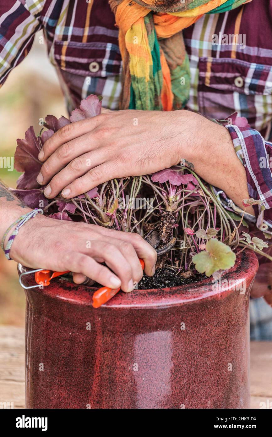 Prune a heuchera in a pot to make it younger Stock Photo - Alamy