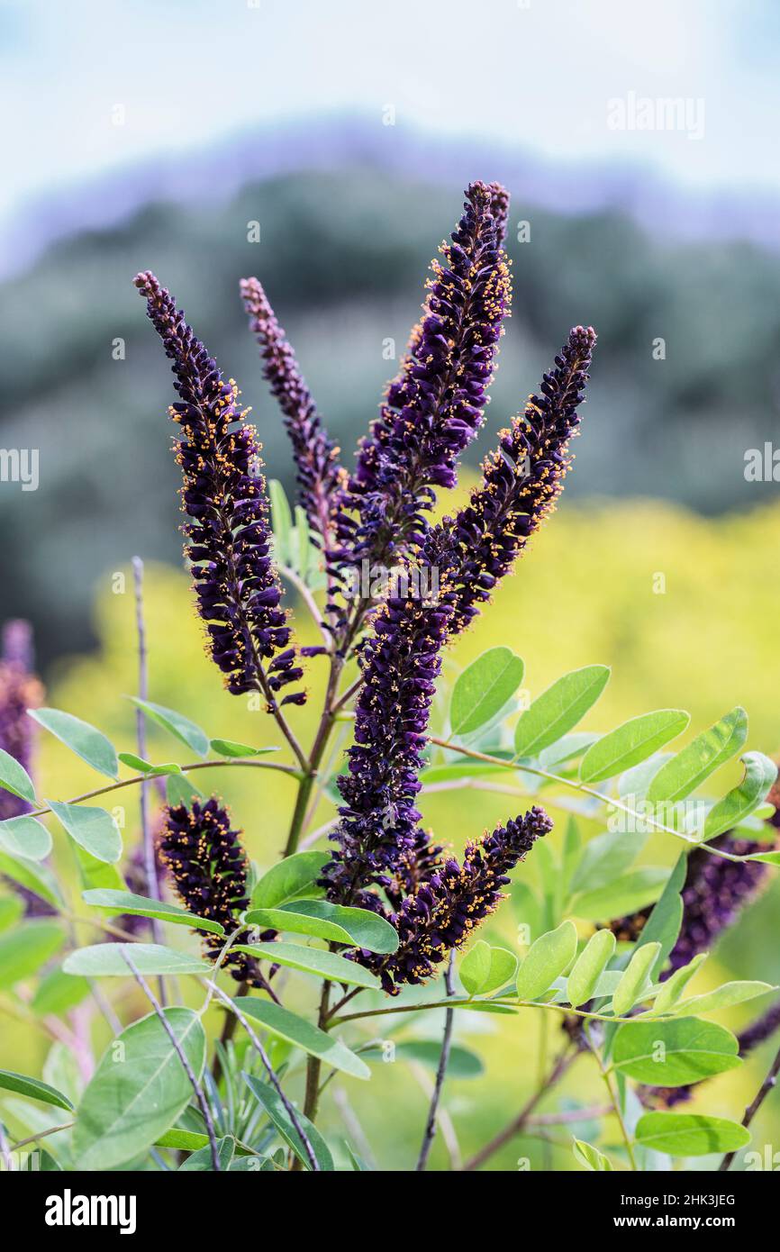 Bastard indigo (Amorpha fruticosa) in bloom in May. Drought resistant ...