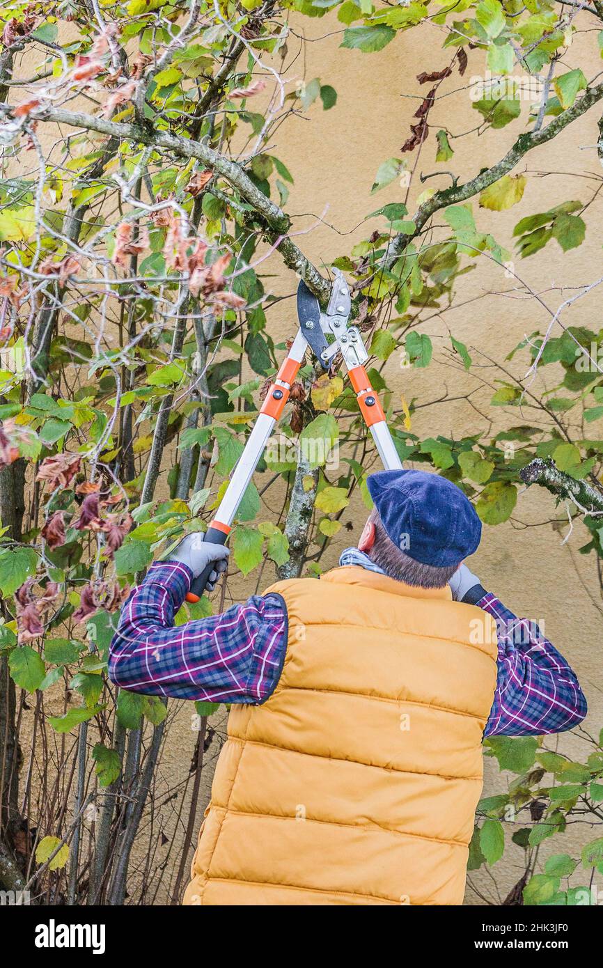 Man pruning a hazelnut tree: removal of the oldest stems to let air in ...
