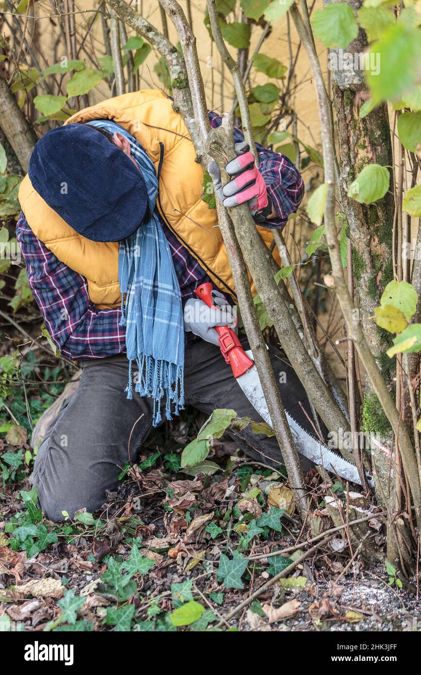 Man pruning a hazelnut tree: removal of the oldest stems to let air in ...