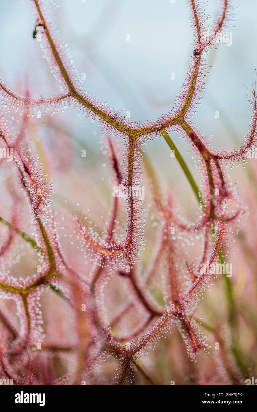 Detail of leaf of a sundew (Drosera binata var. multifida), carnivorous ...