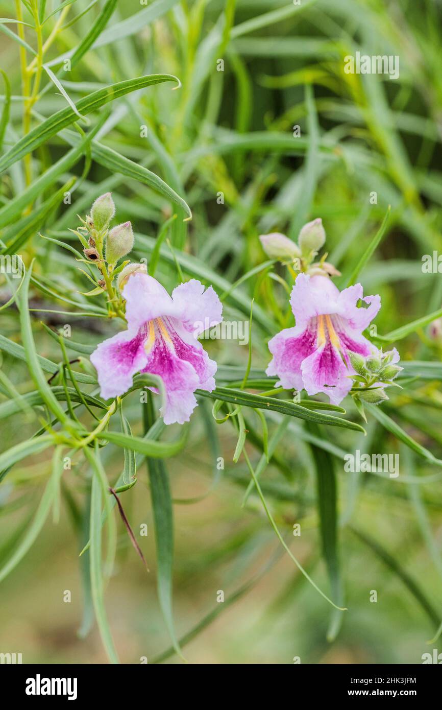 Desert willow (Chilopsis linearis) in bloom. Very drought resistant ...