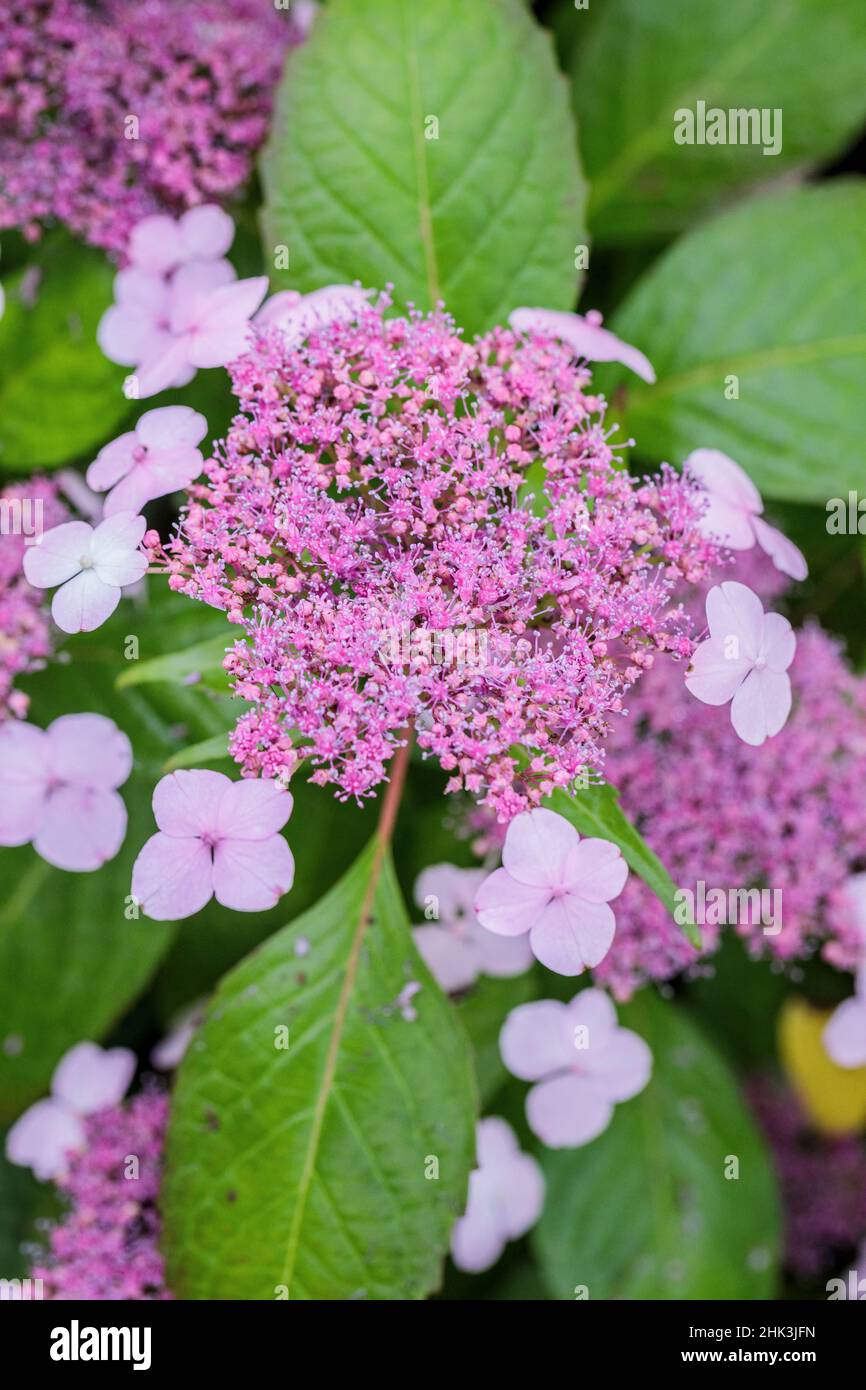 Mountain Hydrangea (Hydrangea serrata 'Oamacha'), a variety of ...