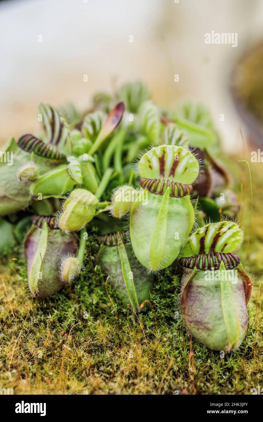 Albany pitcher plant (Cephalotus follicularis) 'Marten's Exotic', a ...