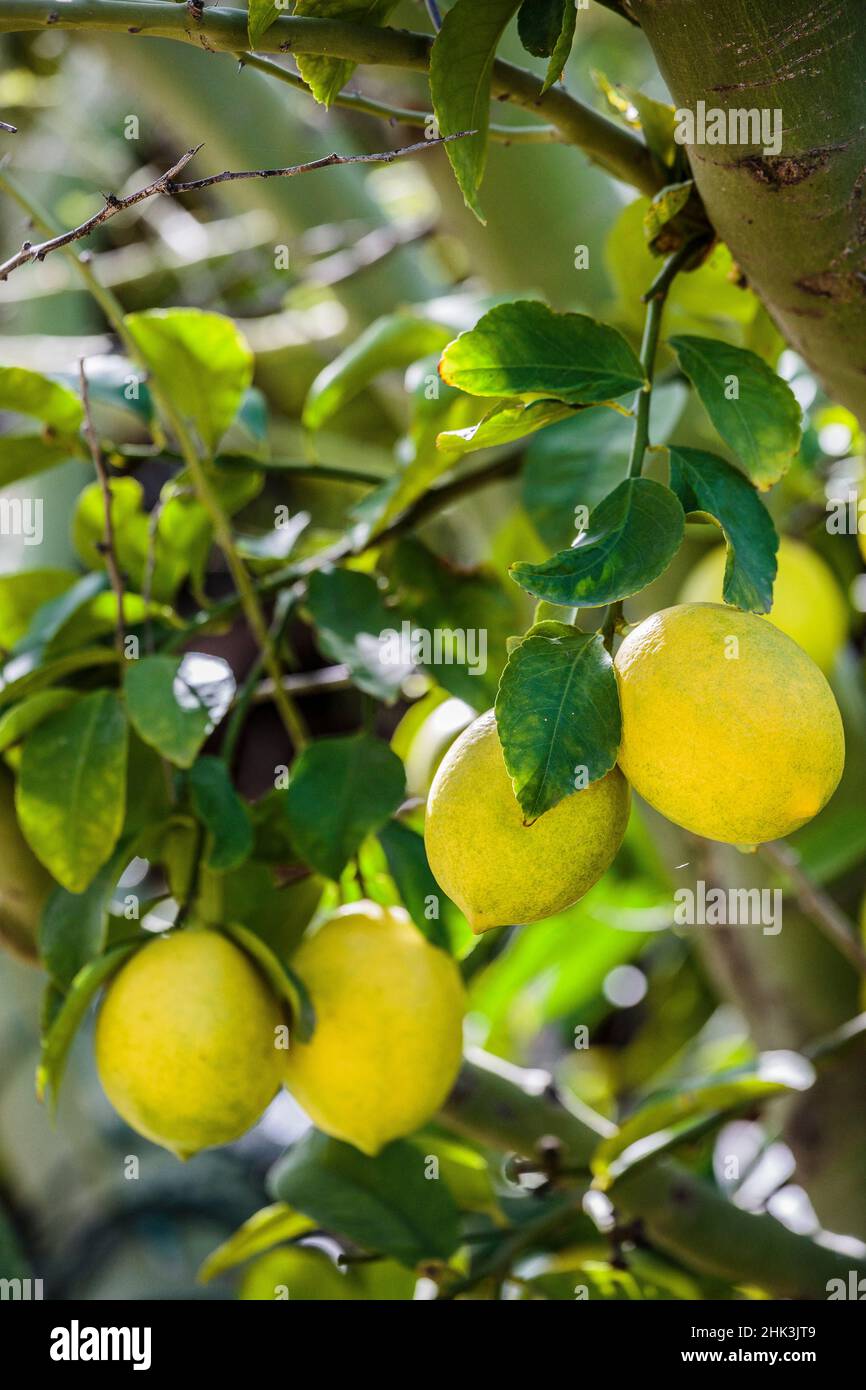Citrus meyer lemon hi-res stock photography and images - Alamy