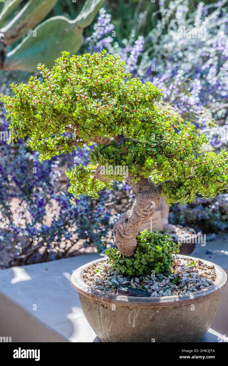 Crassula Ovata Bonsai