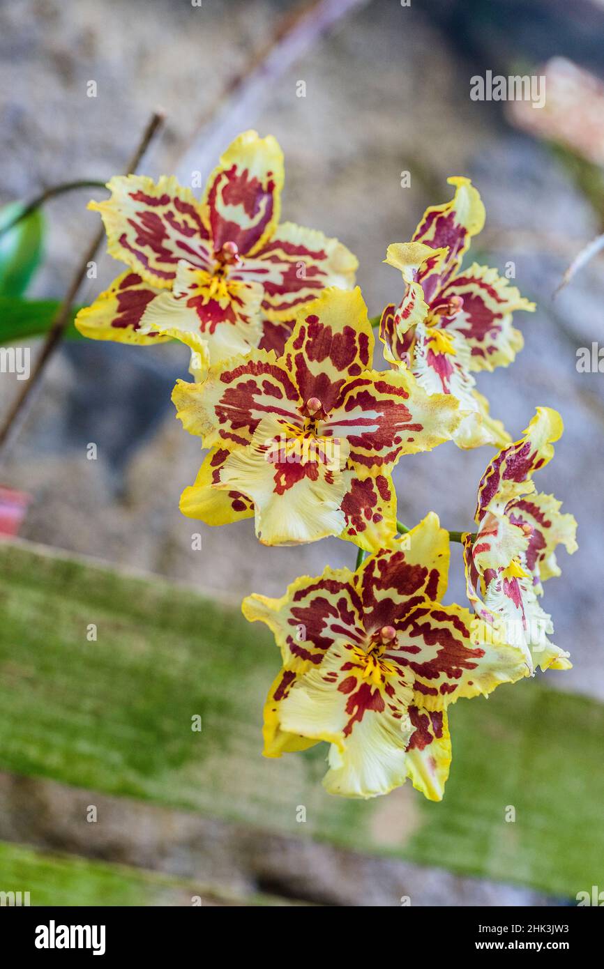 Oncidium hi-res stock photography and images - Alamy