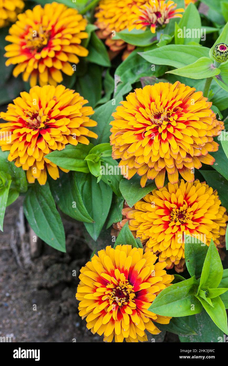 Zinnia 'Swizzle' in bloom. Elegant variety of zinnia with double and ...