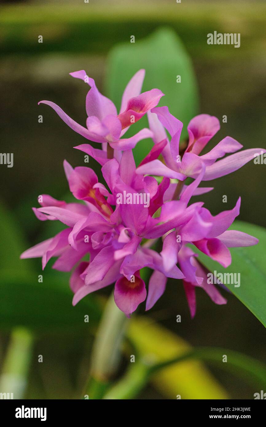 Guatemalan Cattleya Orchid (Cattleya guatemalensis) flowers Stock Photo ...