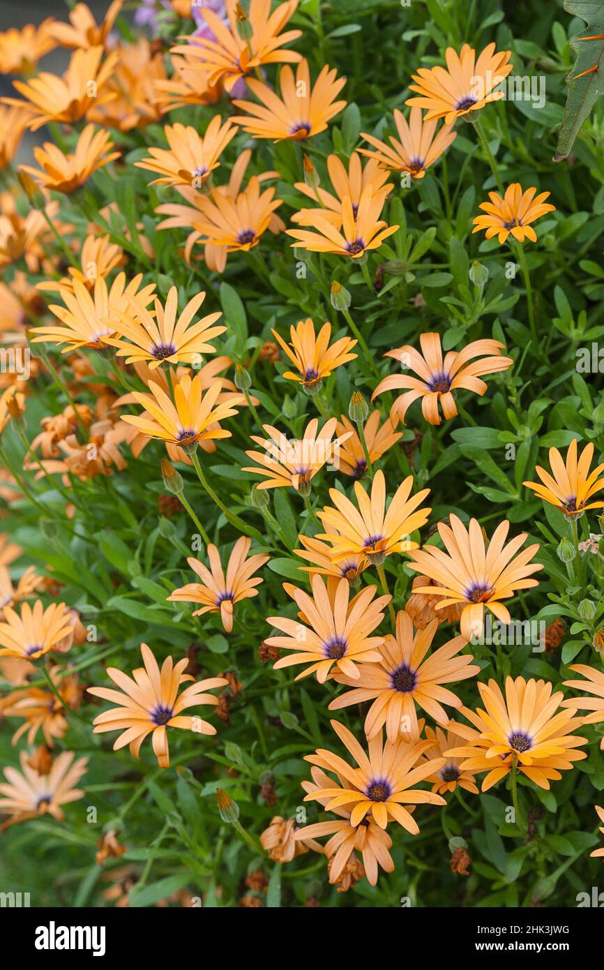 African daisy flower dimorphotheca aurantiaca hi-res stock photography ...