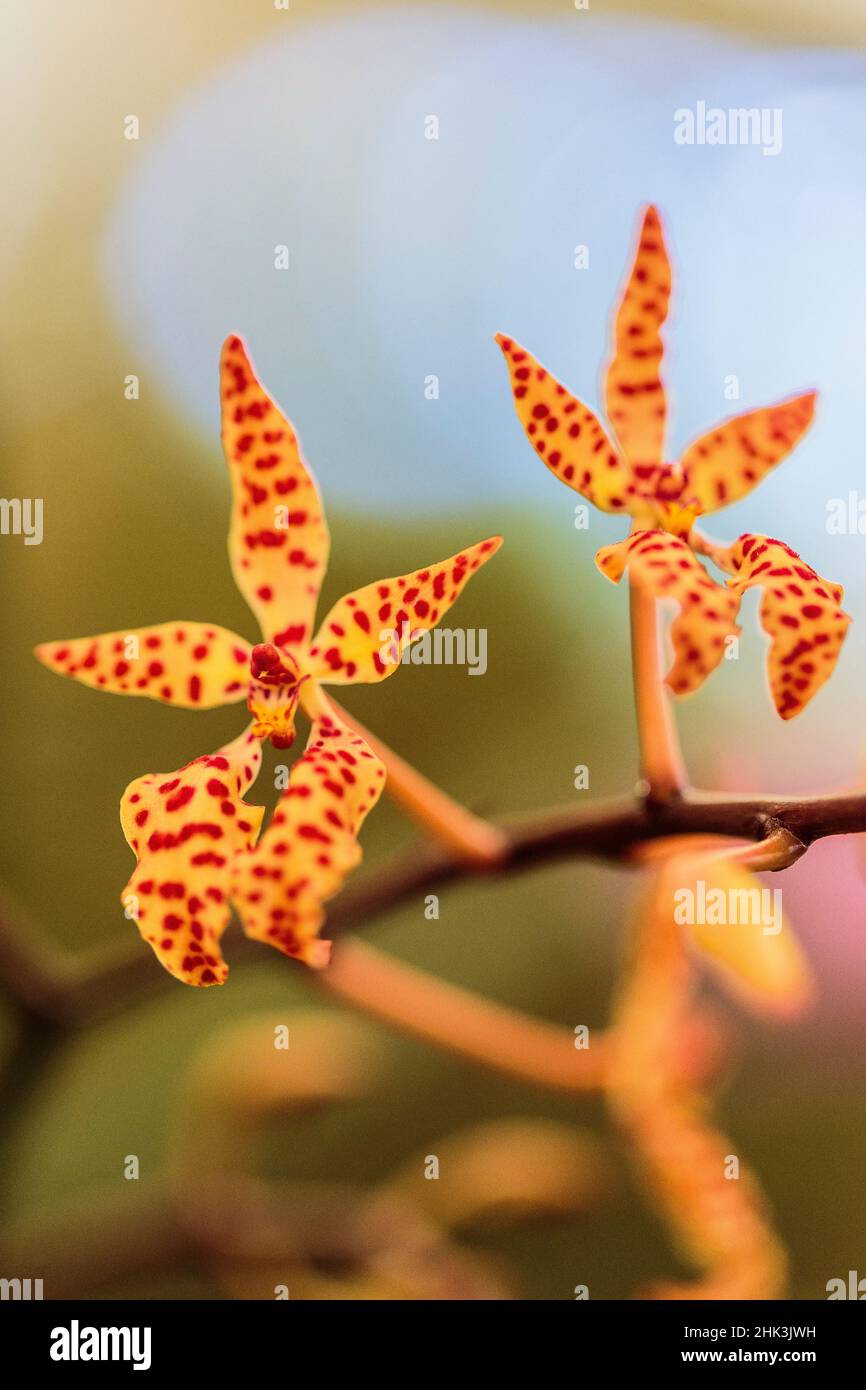 Renanthera orchid hi-res stock photography and images - Alamy