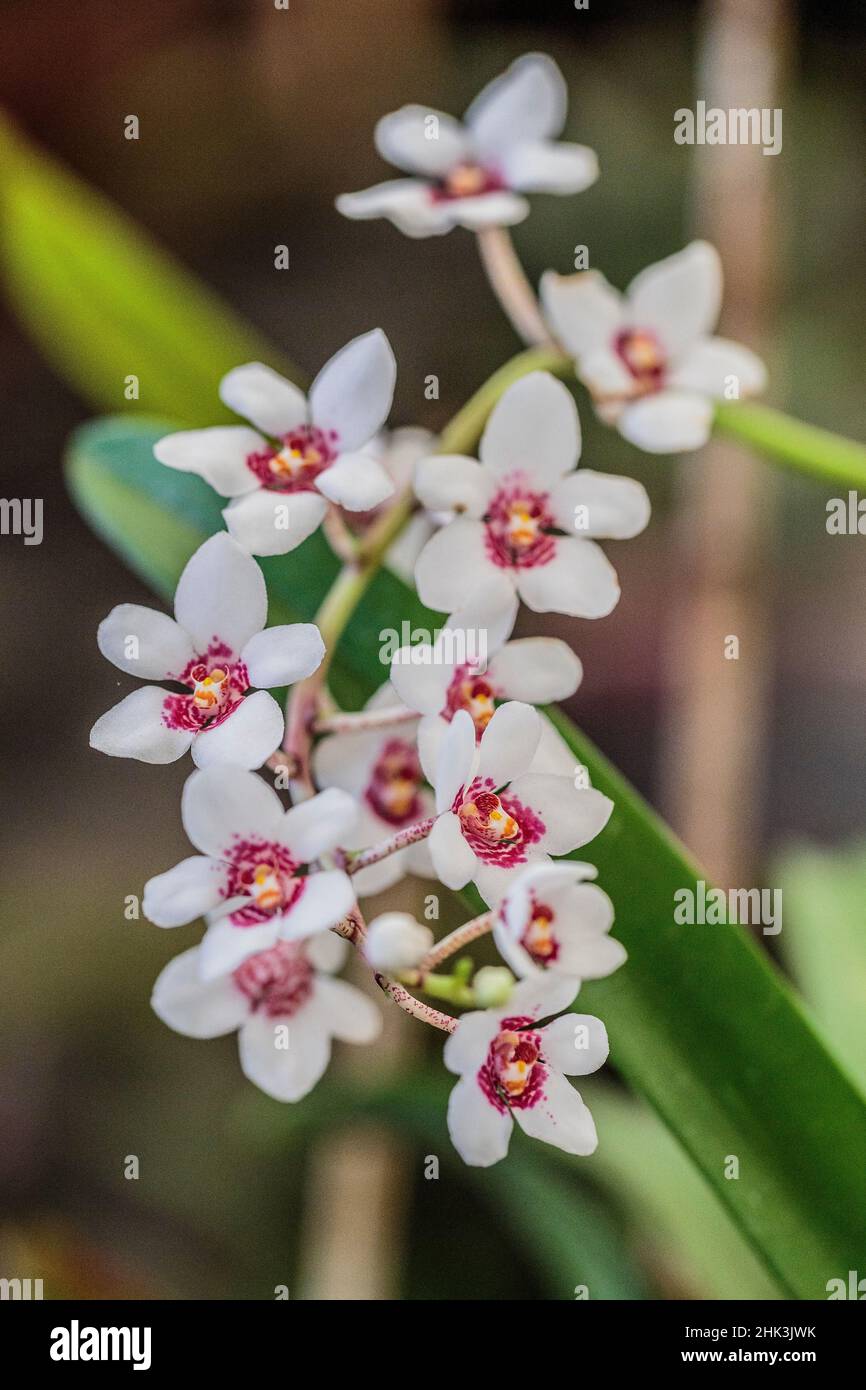 Large boulder orchid (Sarcochilus hartmannii), an orchid remarkable for ...