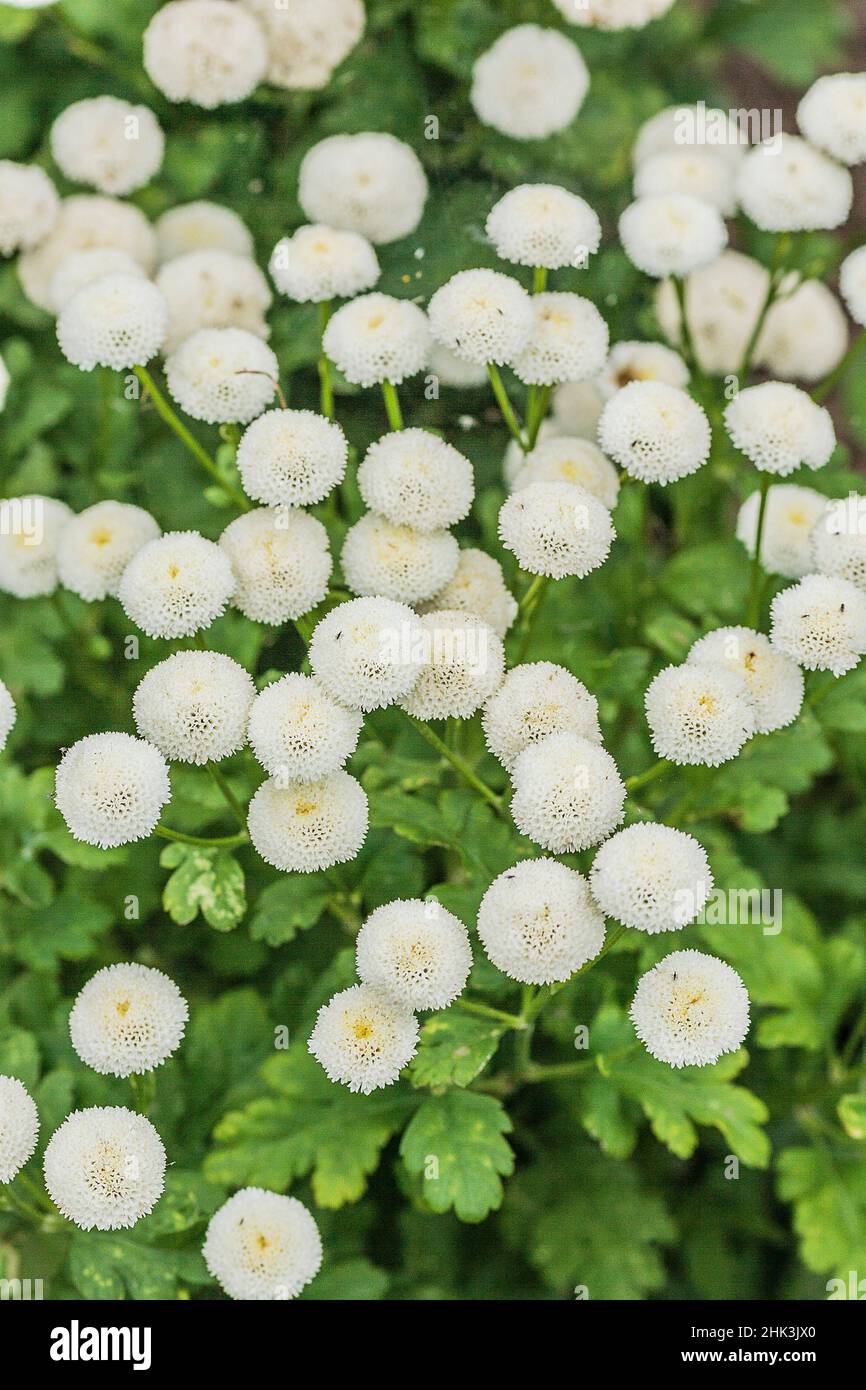 Disc mayweed (Matricaria sp) 'Spring Spirit' alias 'Virgo'. Capsules in ...