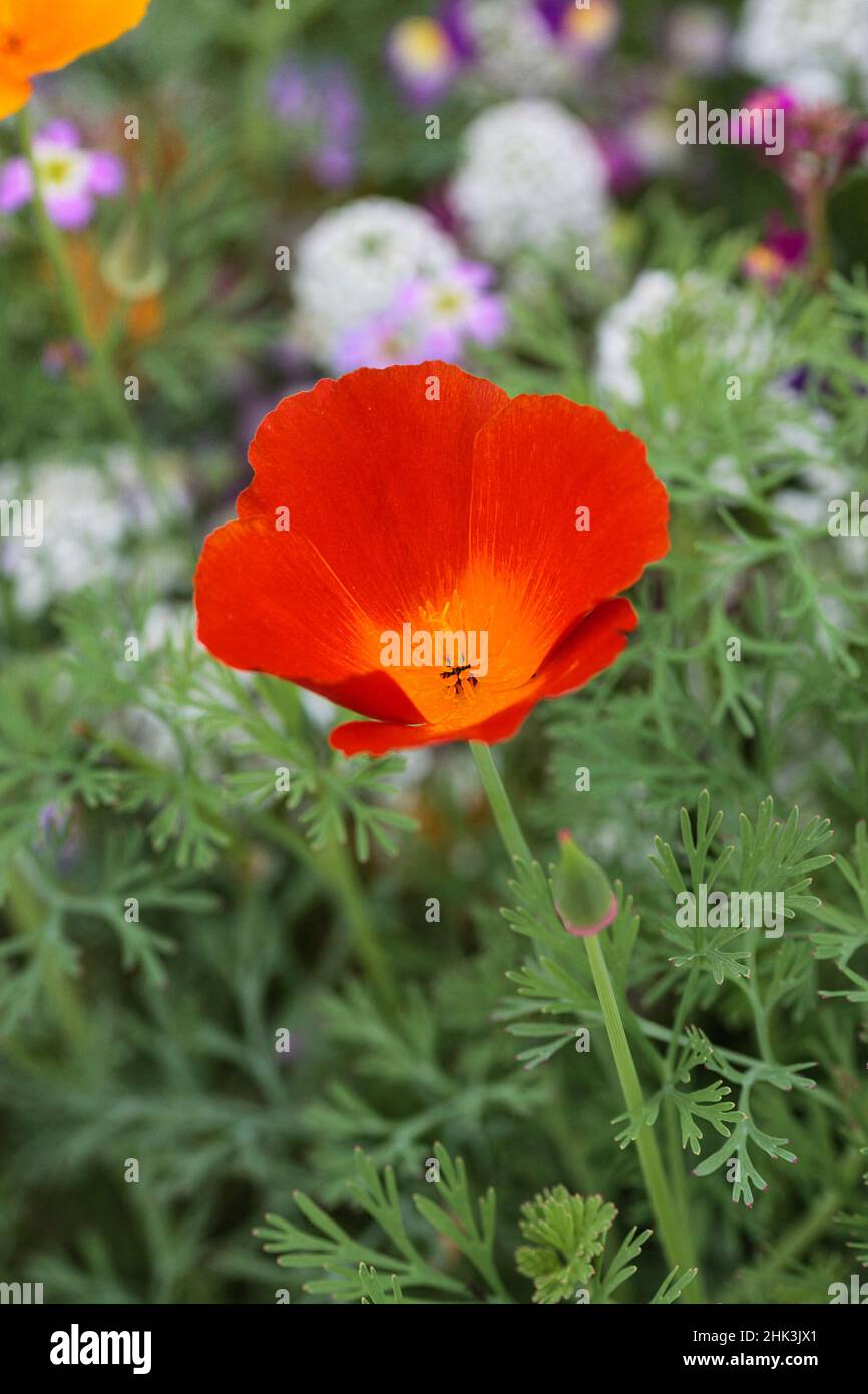 California poppy (Eschscholzia californica) 'Red Chief', an annual ...