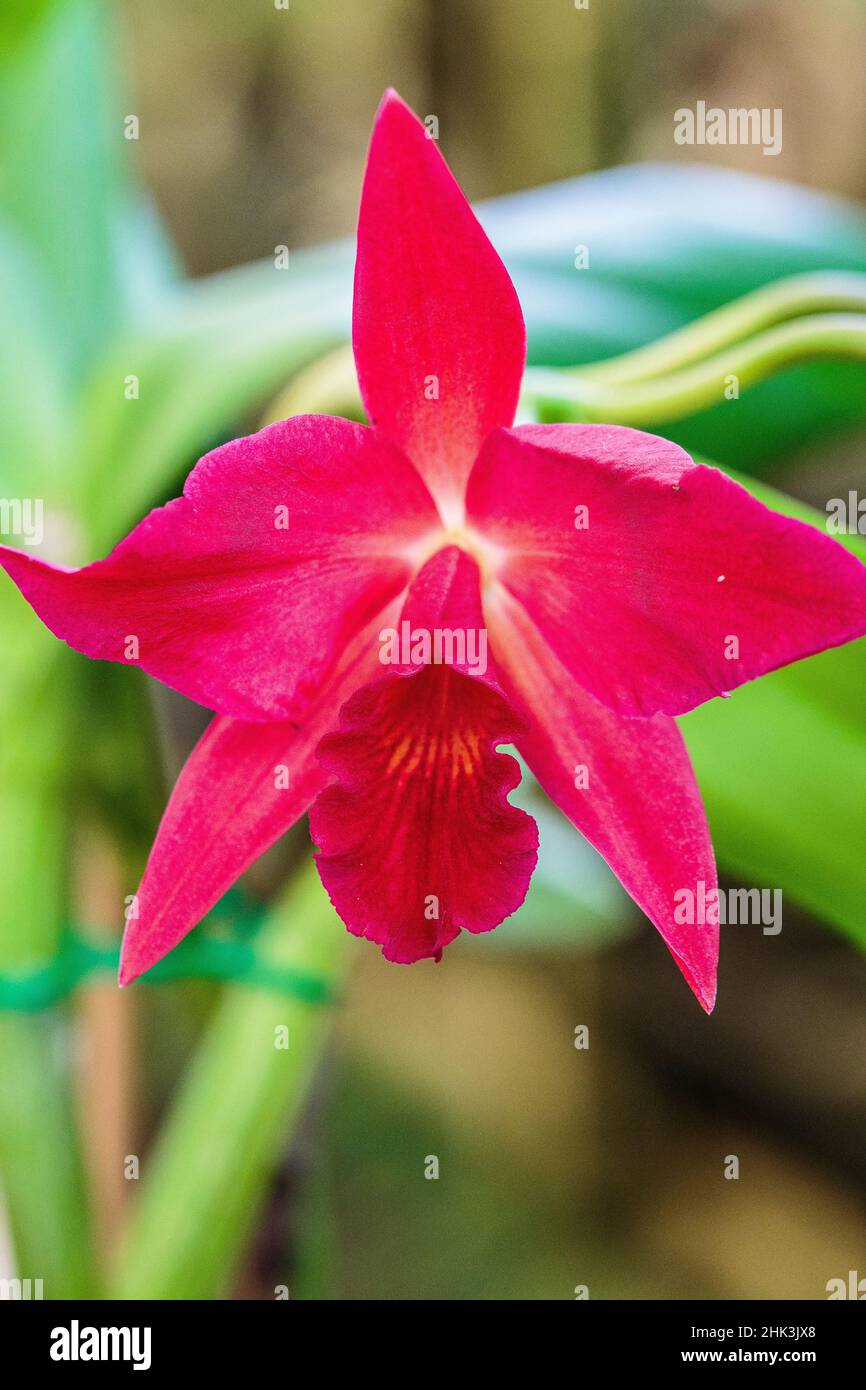 Laelia cattleya hi-res stock photography and images - Alamy