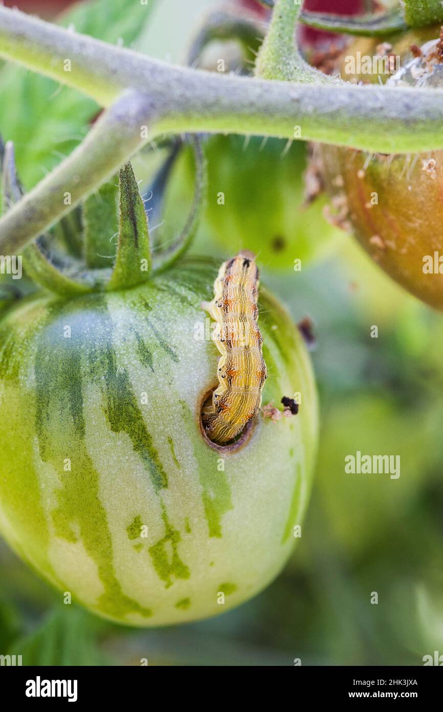 Vegetable garden photos hi-res stock photography and images - Alamy