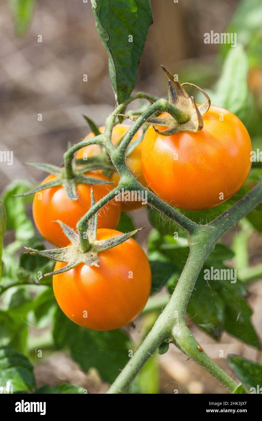 'Ida Gold' tomato. Orange tomato, 60 g, early Stock Photo - Alamy